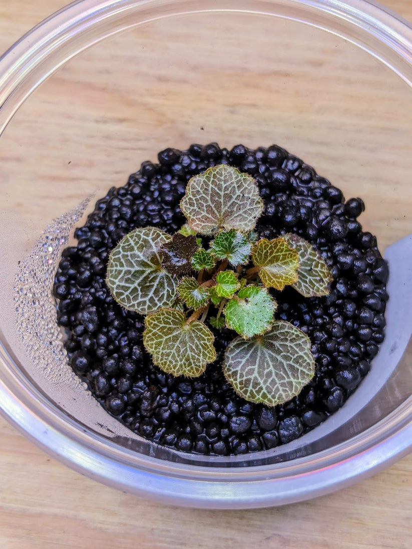 Micro Strawberry Begonia (Saxifraga stolonifera) – Mizu Mori